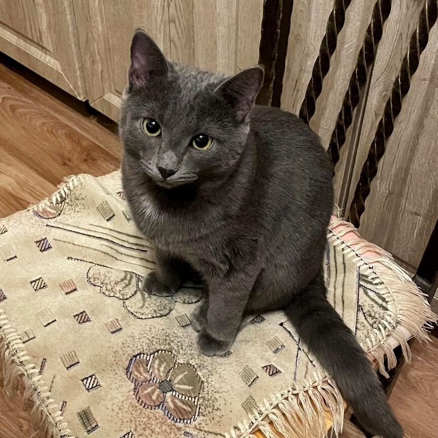 Котенок