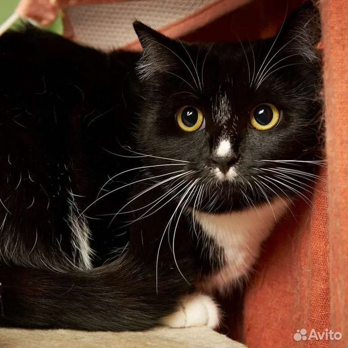 Плюшка кошка Коко