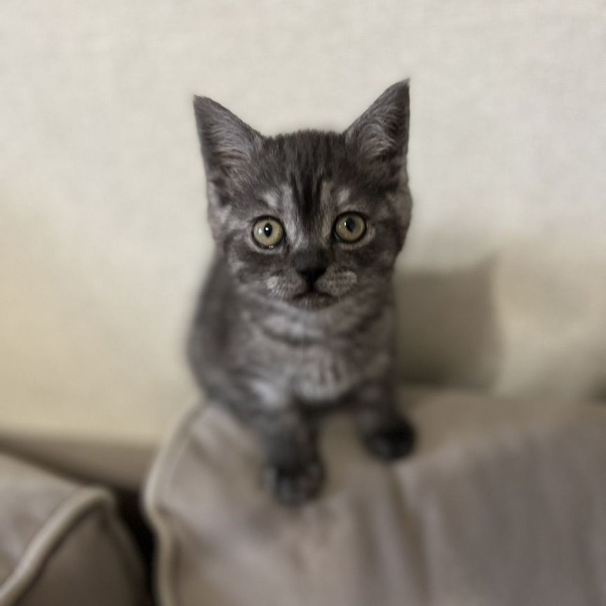 Британский котенок