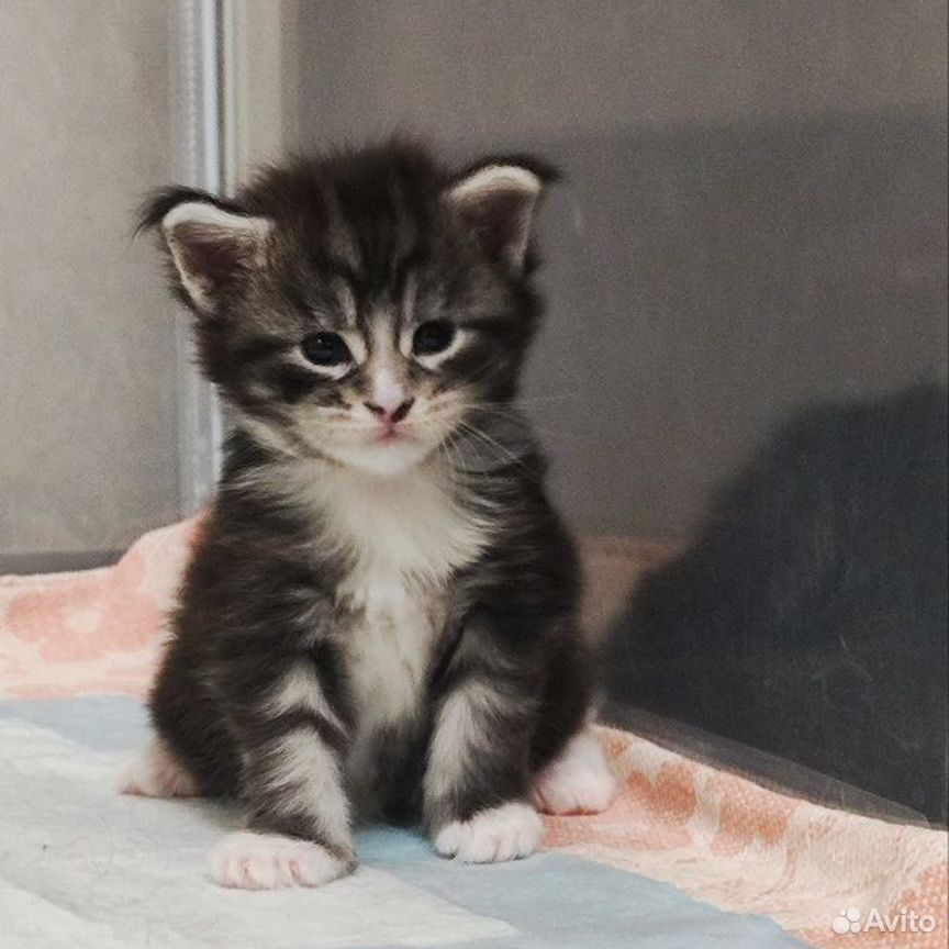 Котята мейн кун