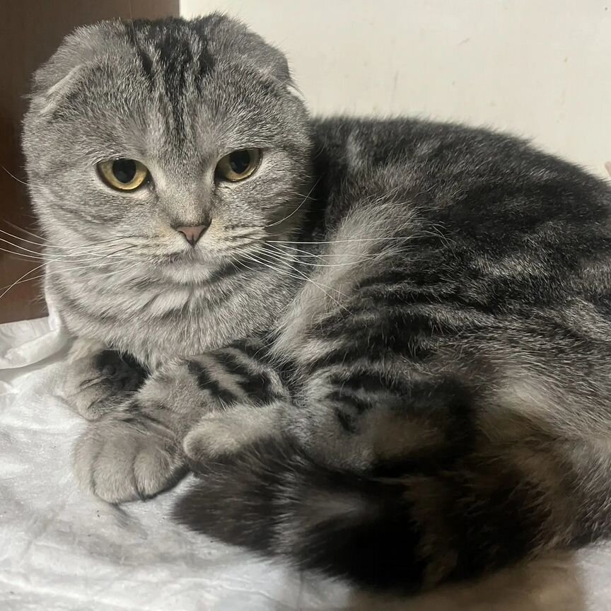 Шотландская вислоухая короткошёрстная, взрослая кошка