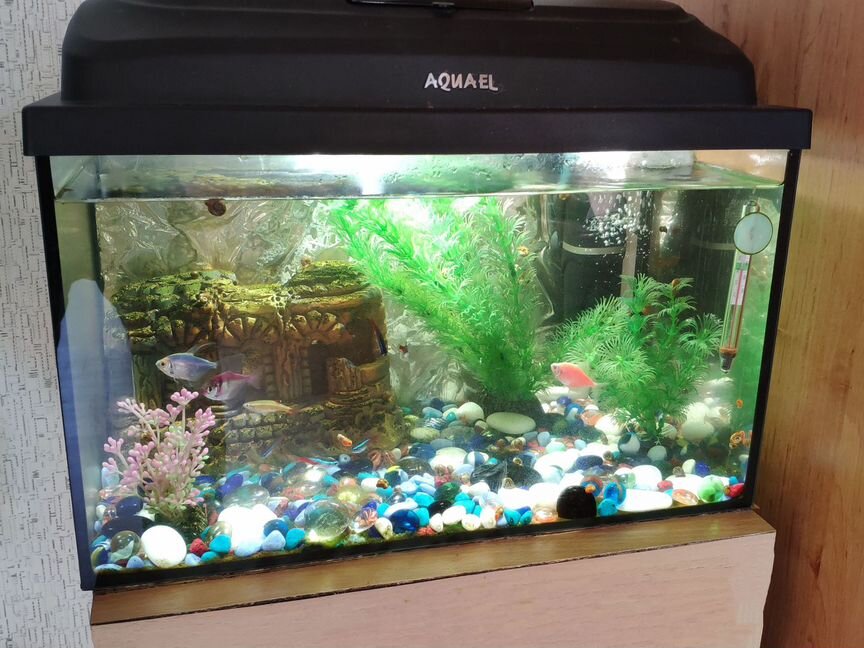 Аквариум с рыбками