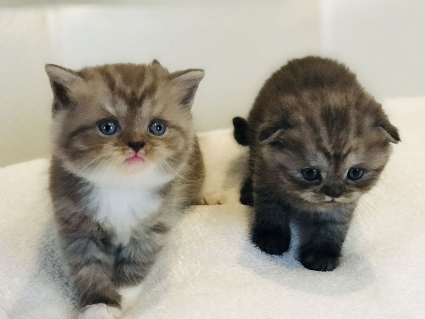 Котята шотландцы