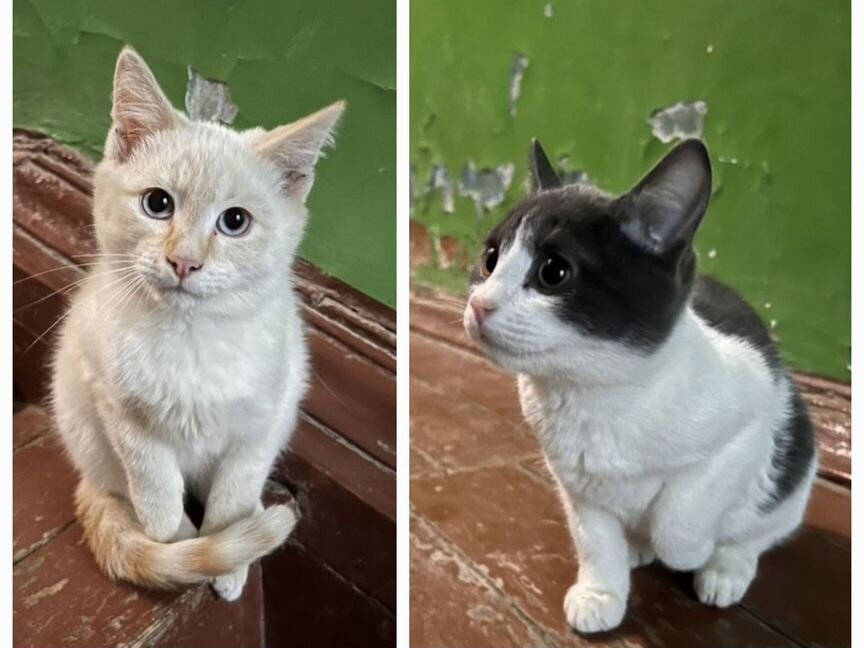 Котята в добрые руки