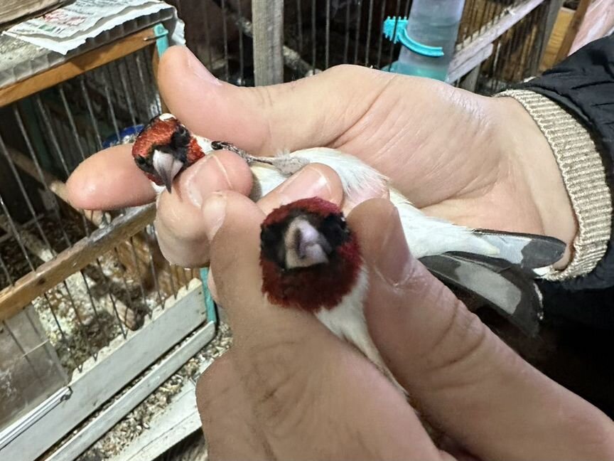 Птица Щегол