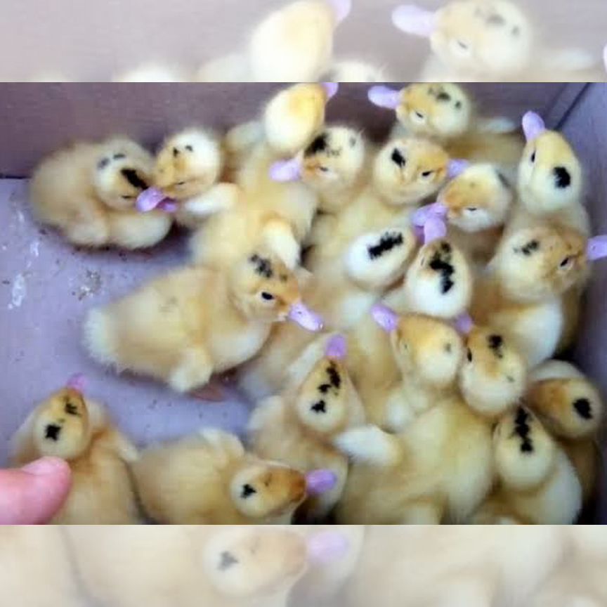 Утята муларды