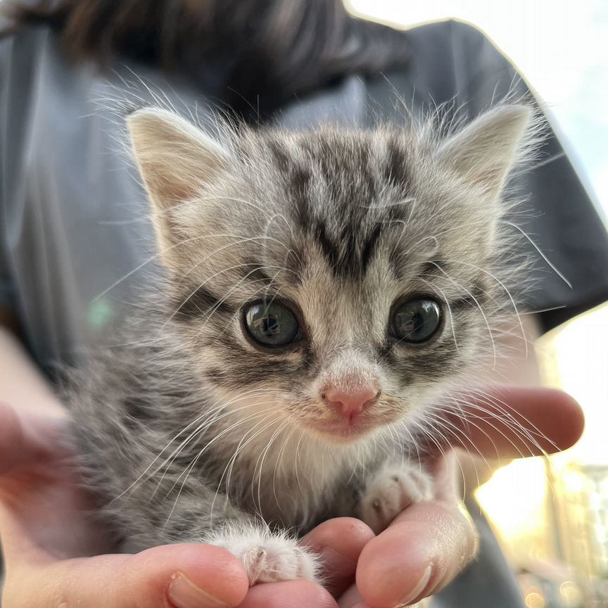 Отдам котенка в добрые руки