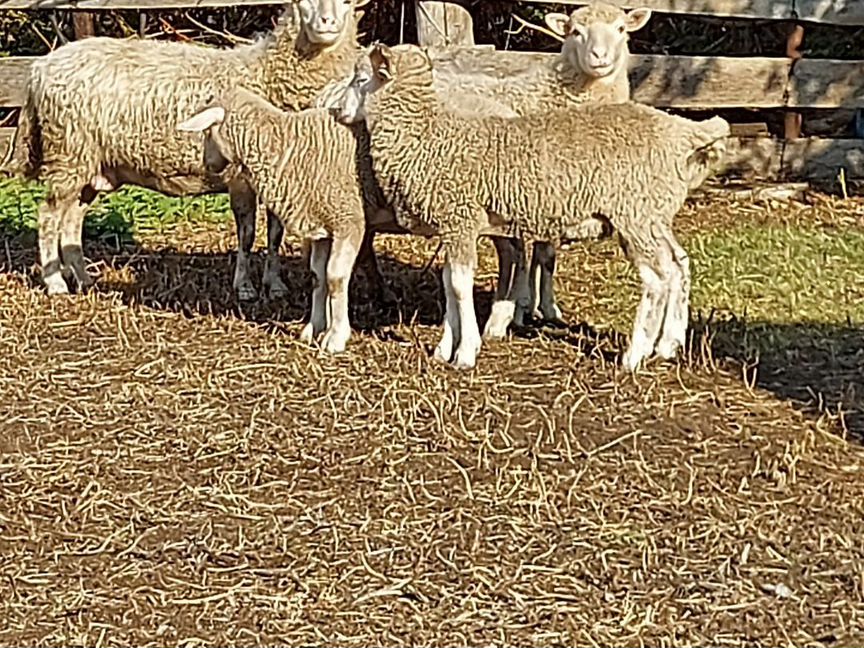 Сено солома