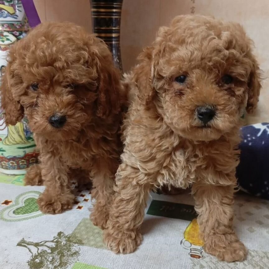 Той-пудель, щенок