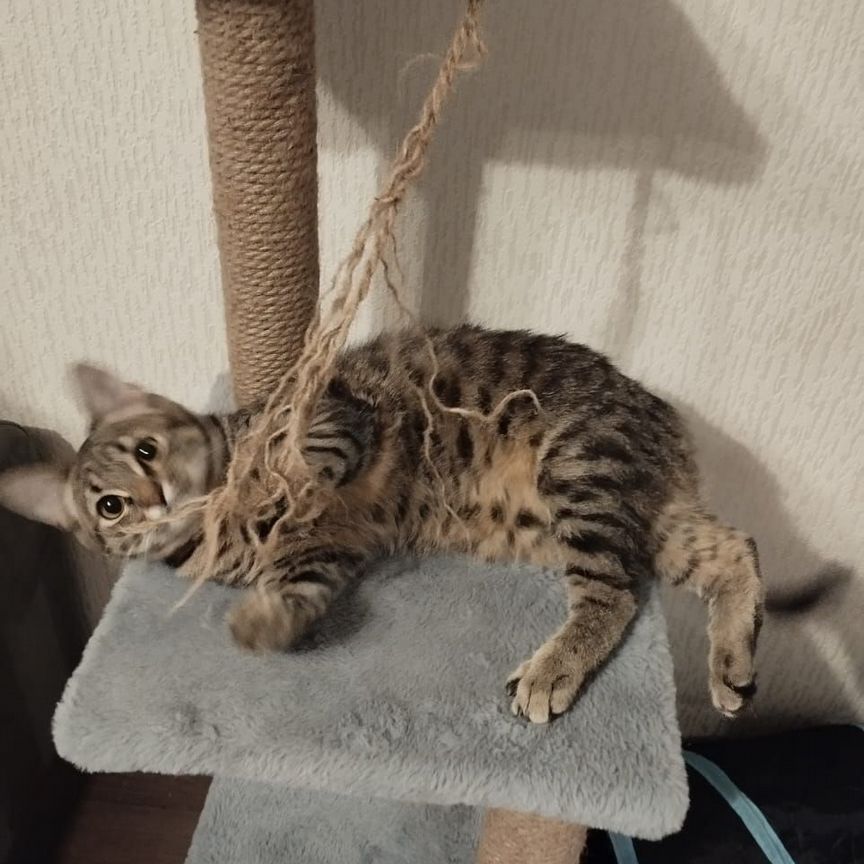 Котик в добрые руки