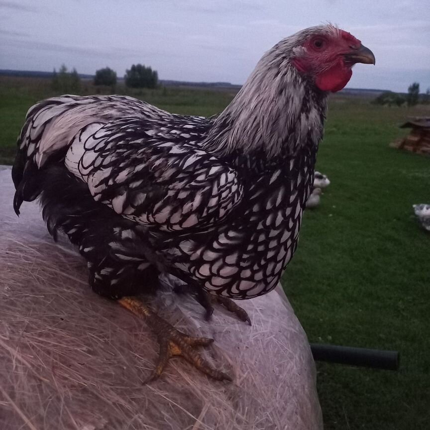 Петушки Виандот