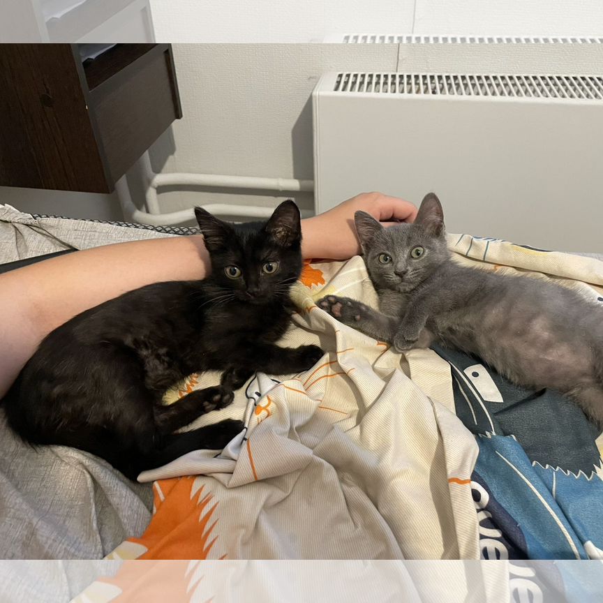 Котята в добрые руки