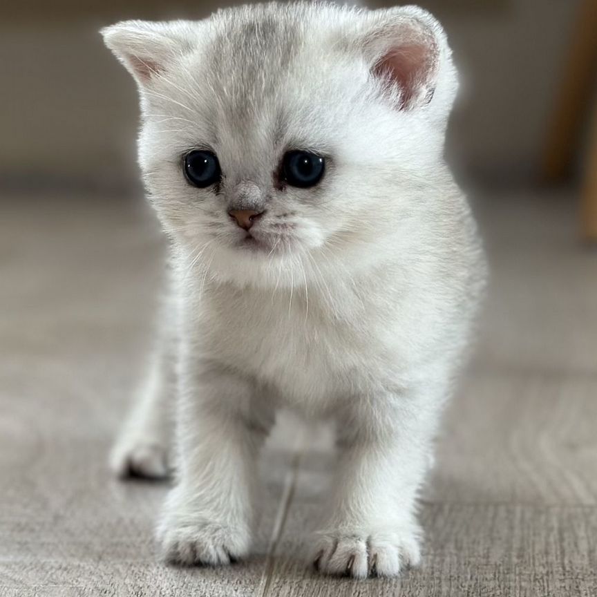 Шотландские вислоухие котята
