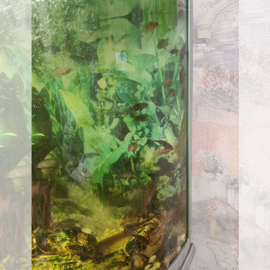 Цихлиды чернополосые