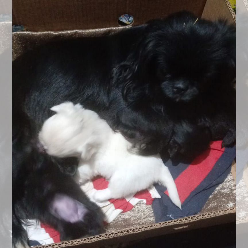 Пекинес, щенок