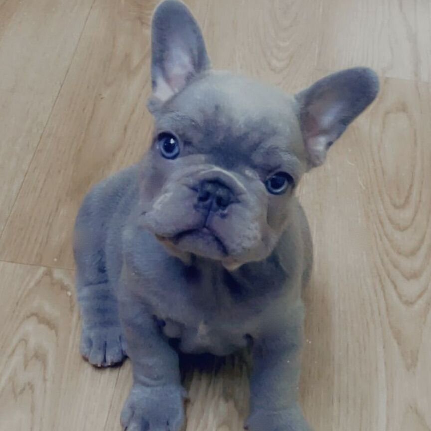 Мальчик лиловый, 2,5 месяца