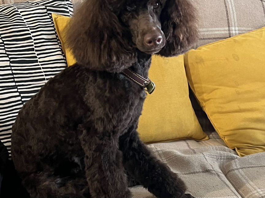 Вязка миниатюрный пудель