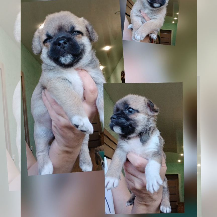 Вельш Корги Пемброк, щенок