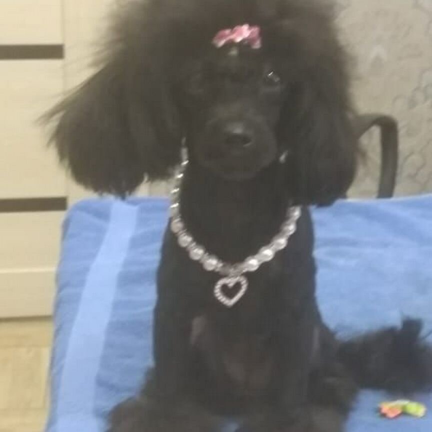 Щенки той пуделя