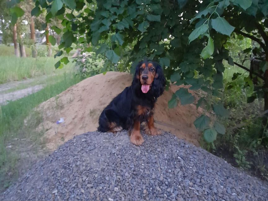 Англиский кокер спаниель