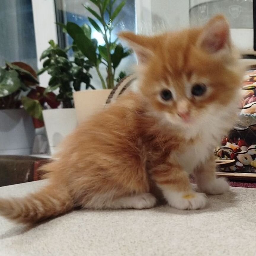 Мейн-кун котёнок