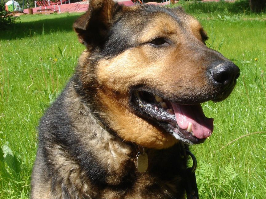 Большой и добрый великан Тролль ищет дом