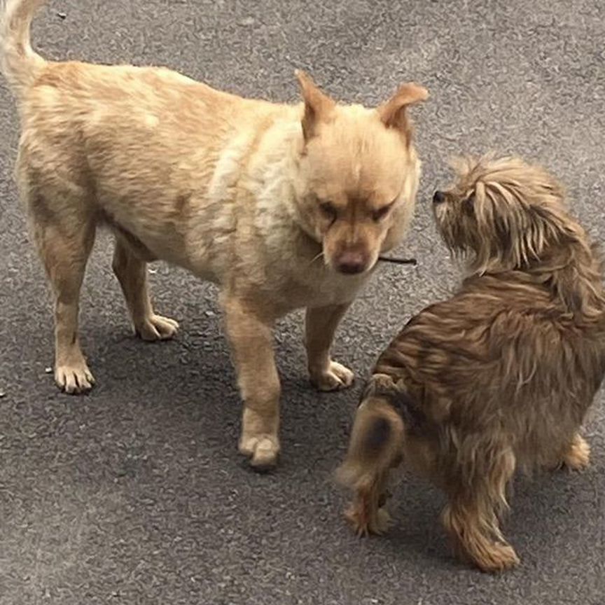 Взрослый пёс в добрые руки