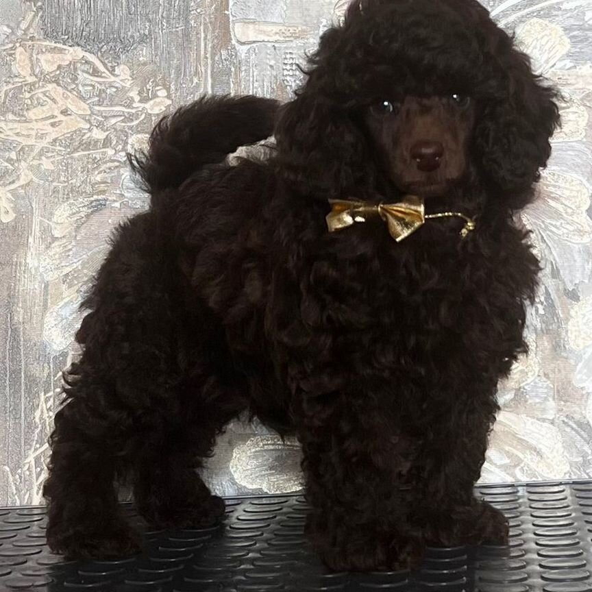 Карликовый пудель, щенок