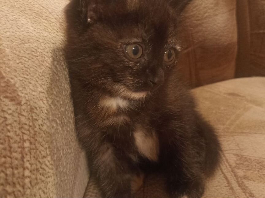 Котенок от кошки мышеловки