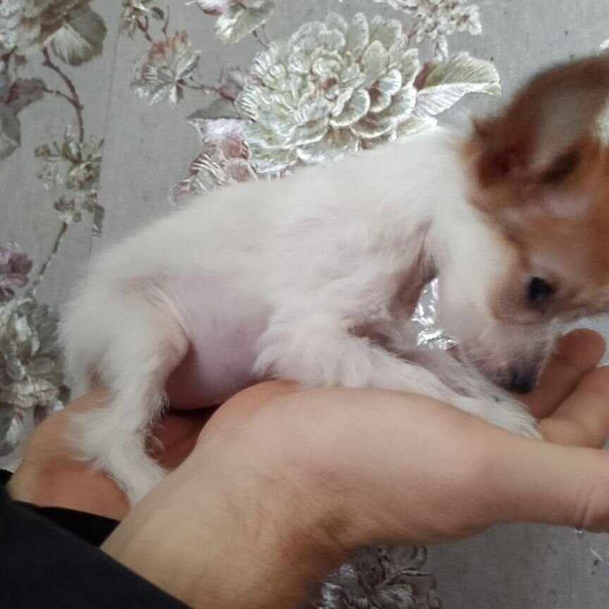 Китайская хохлатая, щенок