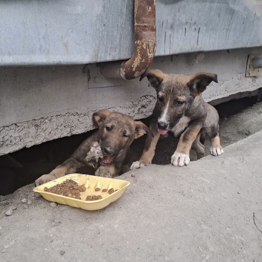 Щенки живут под ангаром