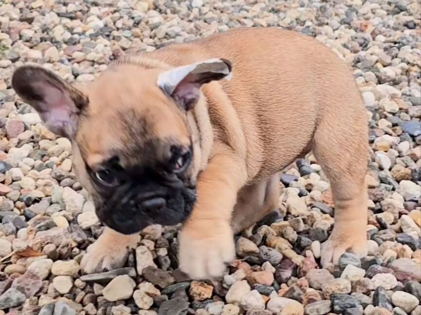 Цветные французята