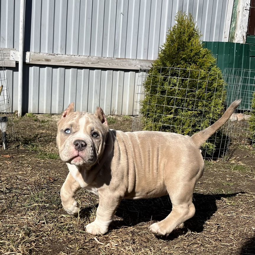 Американский булли девочка