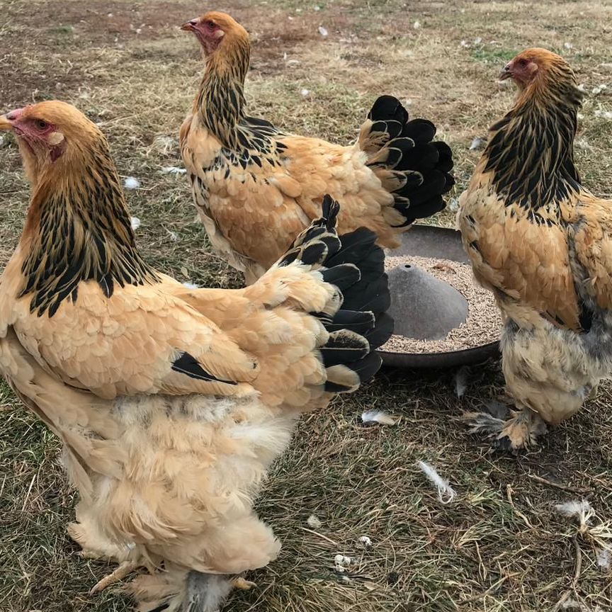 Куры Брама палевые