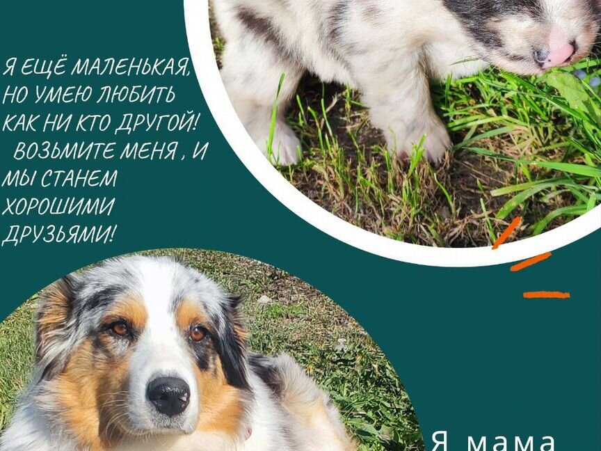 Собака аусси
