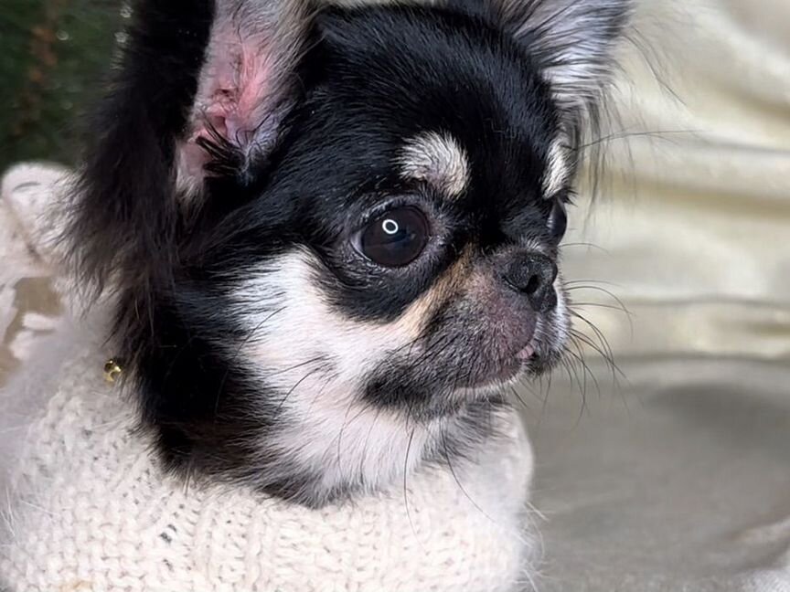 Чихуахуа микро