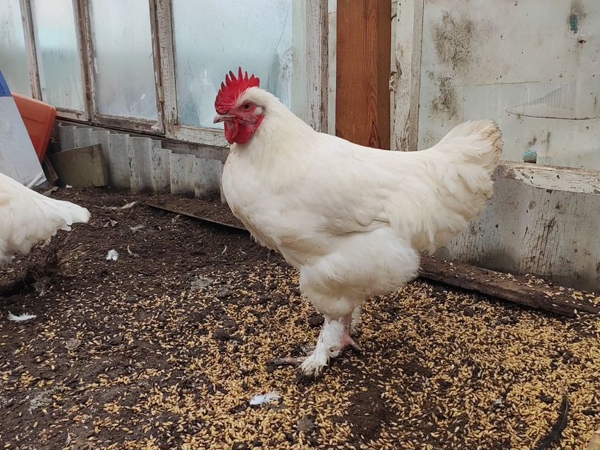 Петух Белый Маран