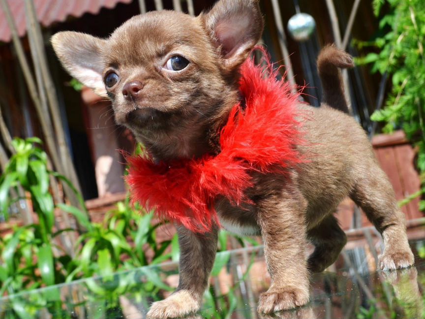 Чихуахуа девочка красотка