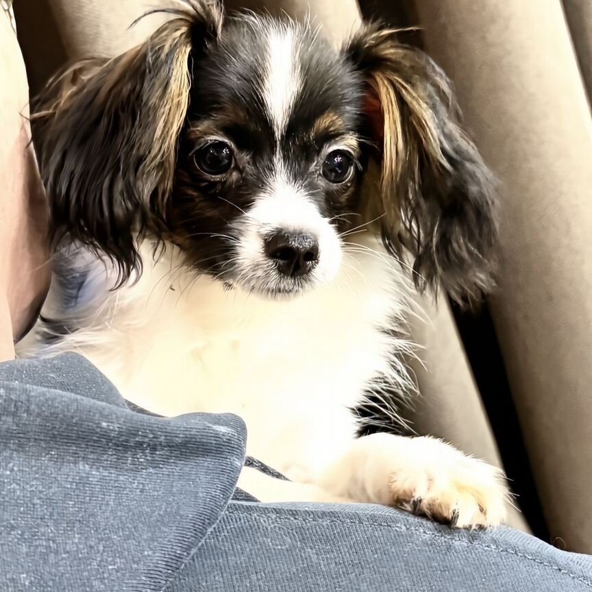 Континентальный той-спаниель папильон, щенок