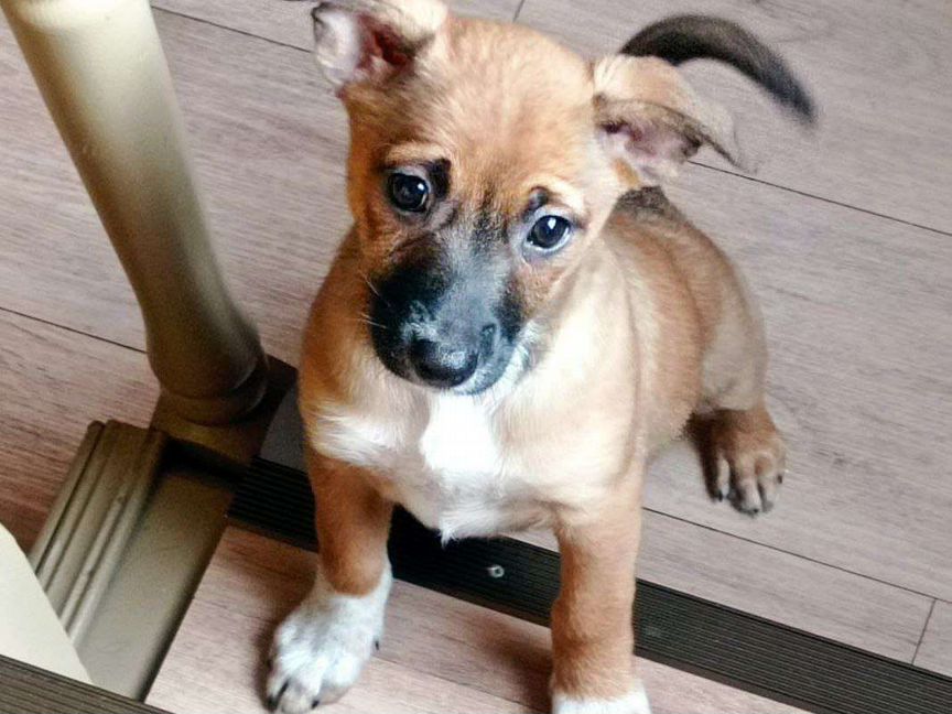 Щенок Маленькая Собака дворняжка в добрые руки