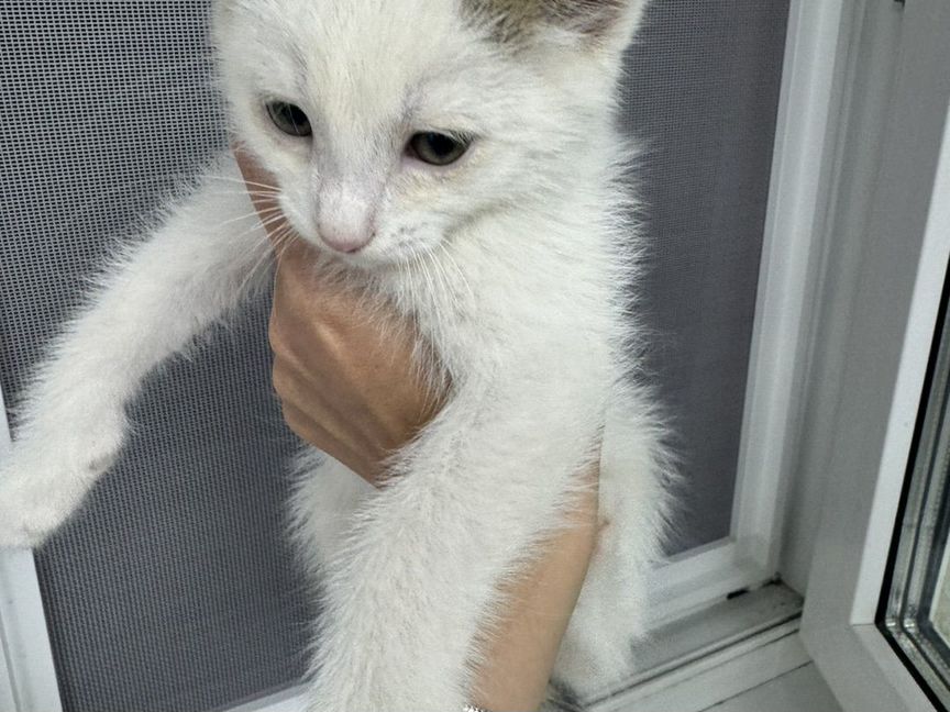 Котенок в поиске дома