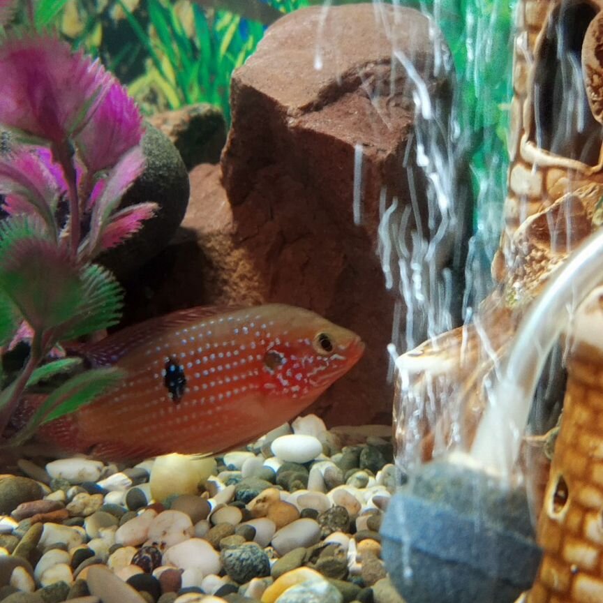 Цихлид красавец