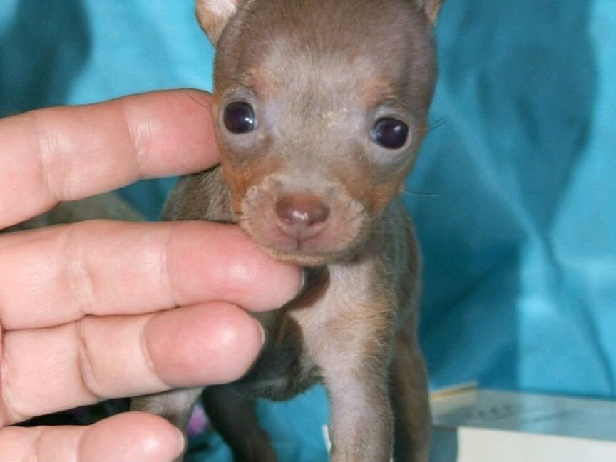 Редкие окрасы, щенки с документами РКФ