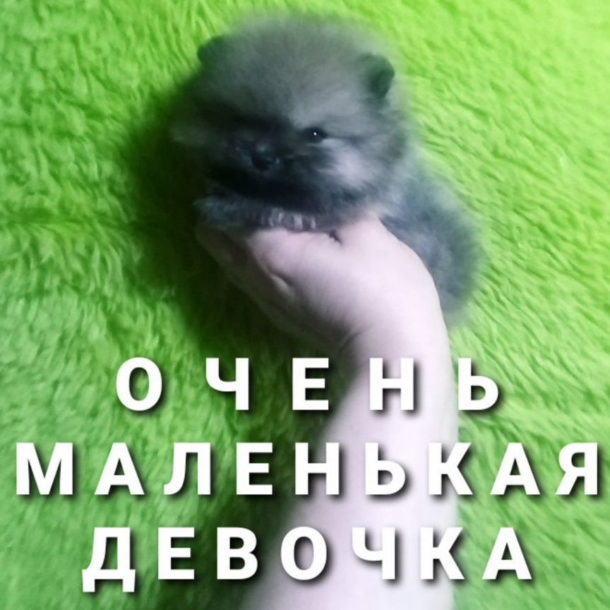 Померанский шпиц, щенок