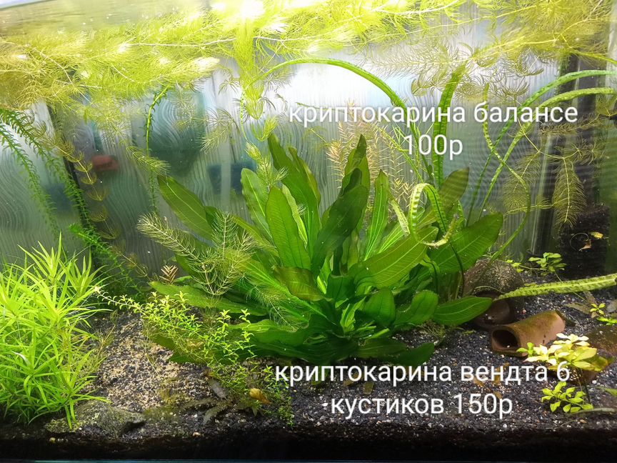 Растения для аквариума
