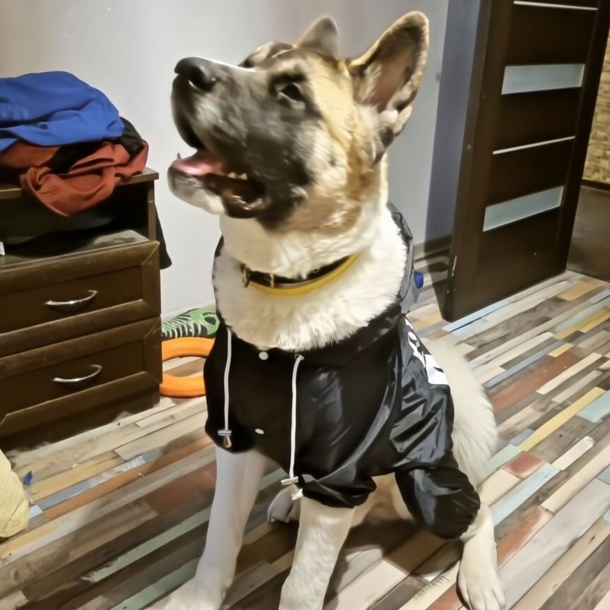 Американская акита, взрослый пёс