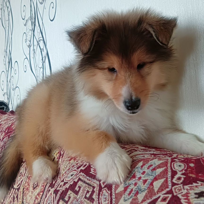 Щенок колли мальчик