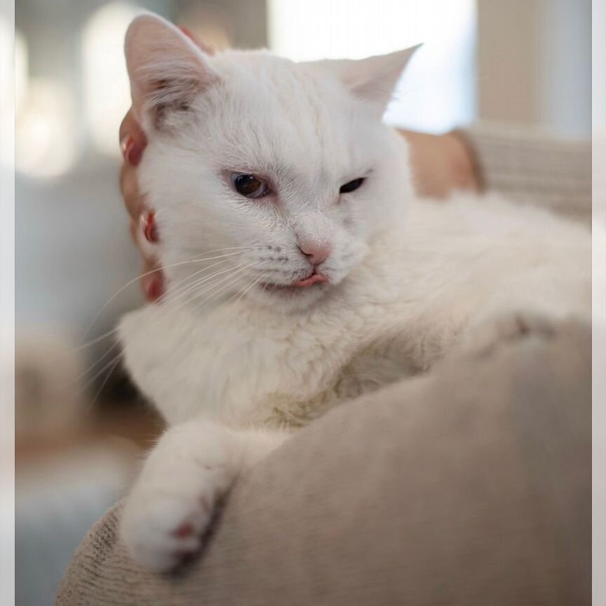 Взрослый кот в добрые руки