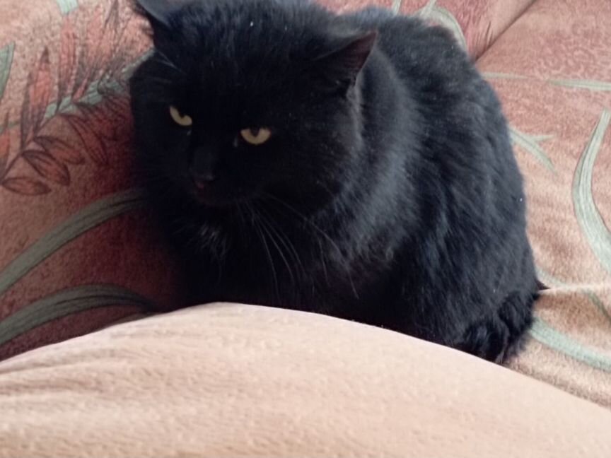 Котик в добрые руки