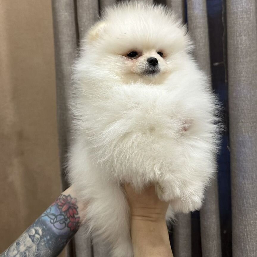 Померанский шпиц медвежьего типа